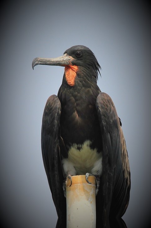 Exploring the World of Frigatebirds: How Many Species Are There?