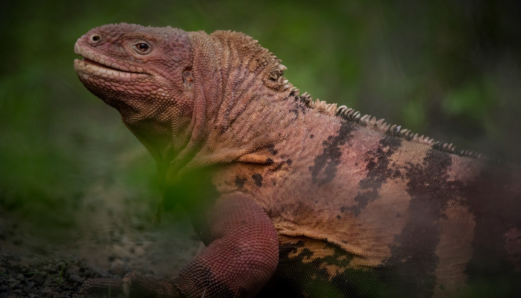 The Pink Iguana of the Galapagos: A New Endemic Species
